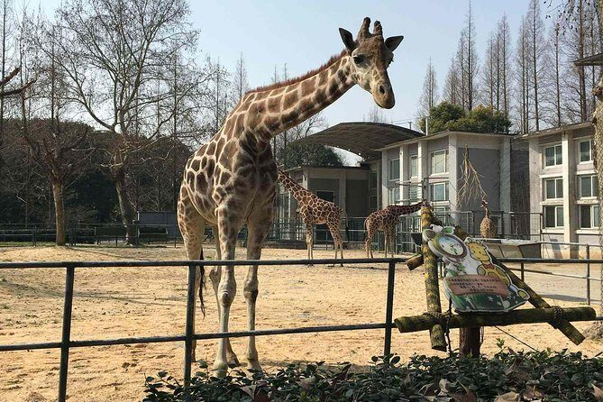 Private Transfer between Shanghai Zoo and City Hotels - The Sum Up
