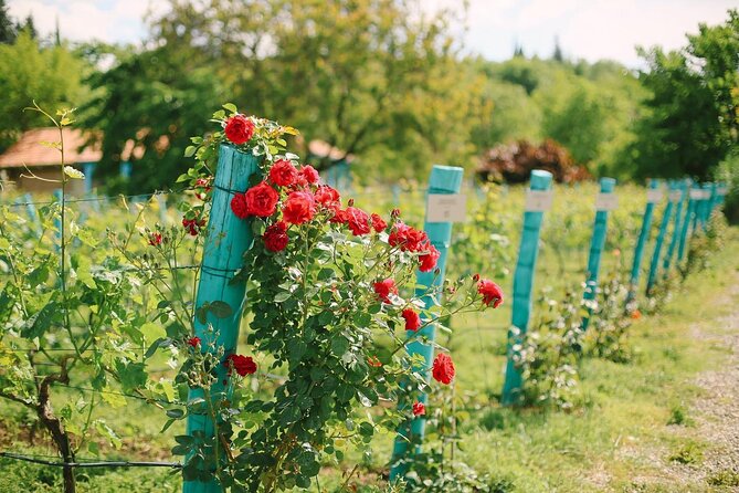 Private Transfer from Kakheti to Tbilisi or Tbilisi Airport - What You Get and What You Don’t