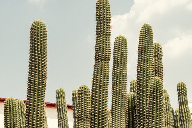 Private Transfer from San Miguel de Allende to Mexico City - Final Thoughts
