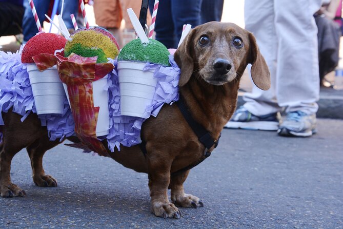 Private Transfer in New Orleans MSY/Home/Hotel/Work - The Sum Up