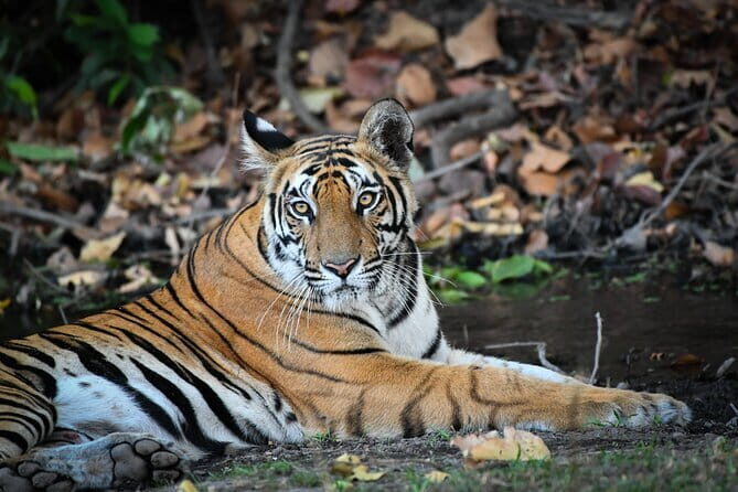 Private Transfer: Jaipur City to Ranthambore National Park India - FAQ