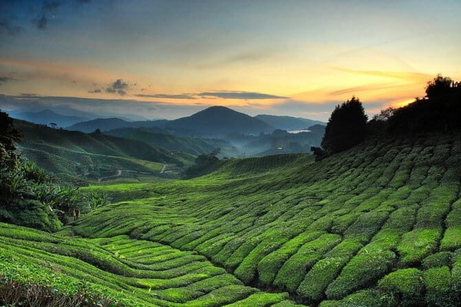 Private Transfer : National Park Kuala Tahan to Cameron Highlands - Key Points