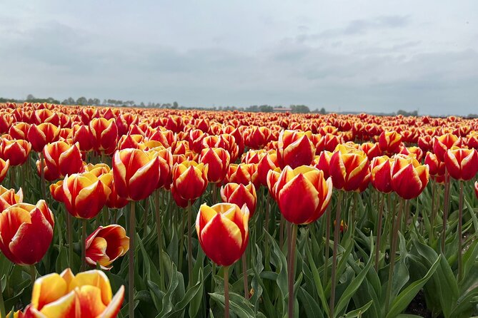 Private transfer Schiphol (AMS) to or from Rotterdam - Authentic Experiences and Traveler Feedback