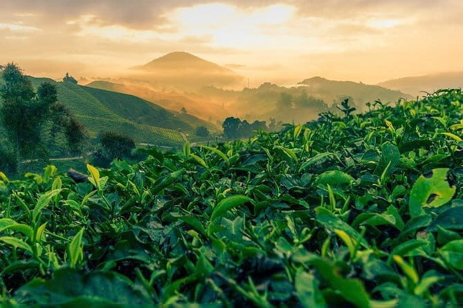 Private Transfer : Taman Negara Kuala Tahan to Cameron Highlands - A Deep Dive into the Journey