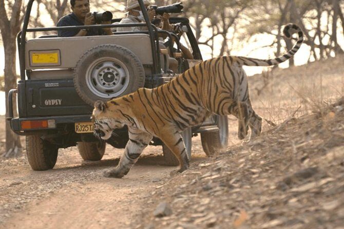 Private Transfers New Delhi To Sawai Madhopur Drop - A Closer Look at the Transfer Experience