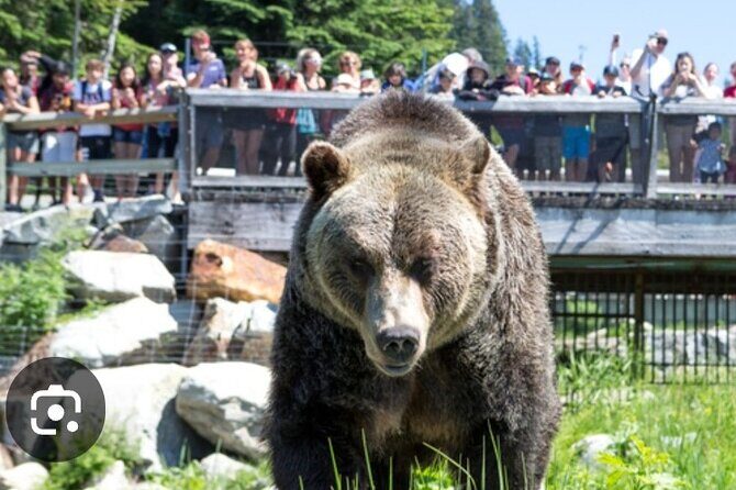 Private Transportation to Capilano Suspension Bridge Park - The Sum Up