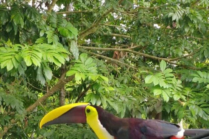 Private Transportation to La Fortuna From Guanacaste Airport - Transportation Features