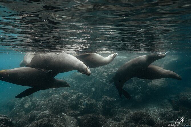 Private Trip Espiritu Santo Island - Price and Value