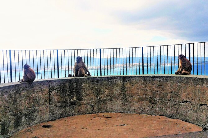 Private Trip in Gibraltar and Estepona from Marbella - FAQ