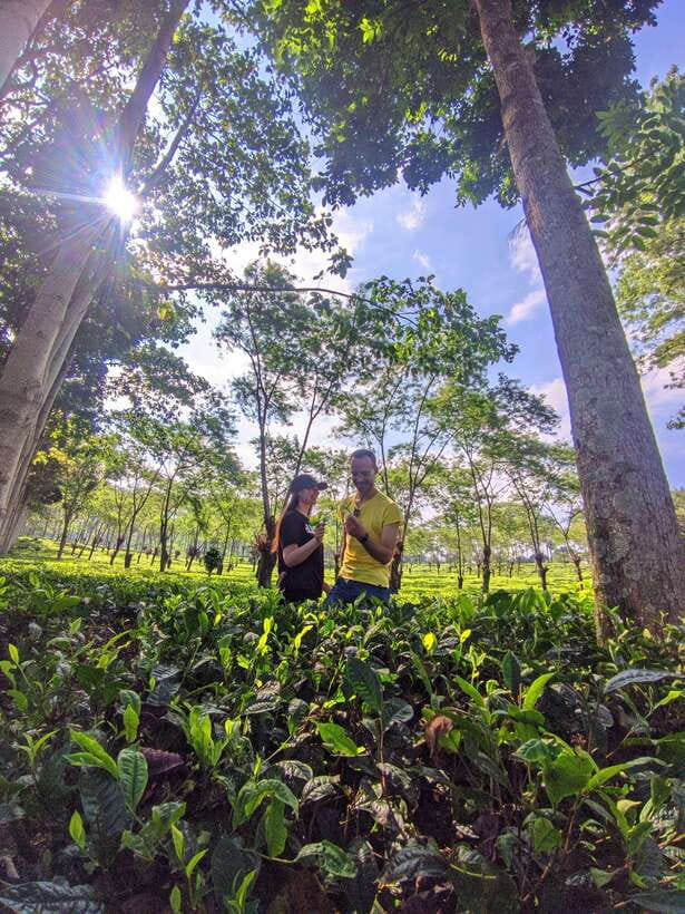 Private Trip Malang/Surabaya : Tour Tea Plantation Wonosari - Scenic Walks and Photo Opportunities