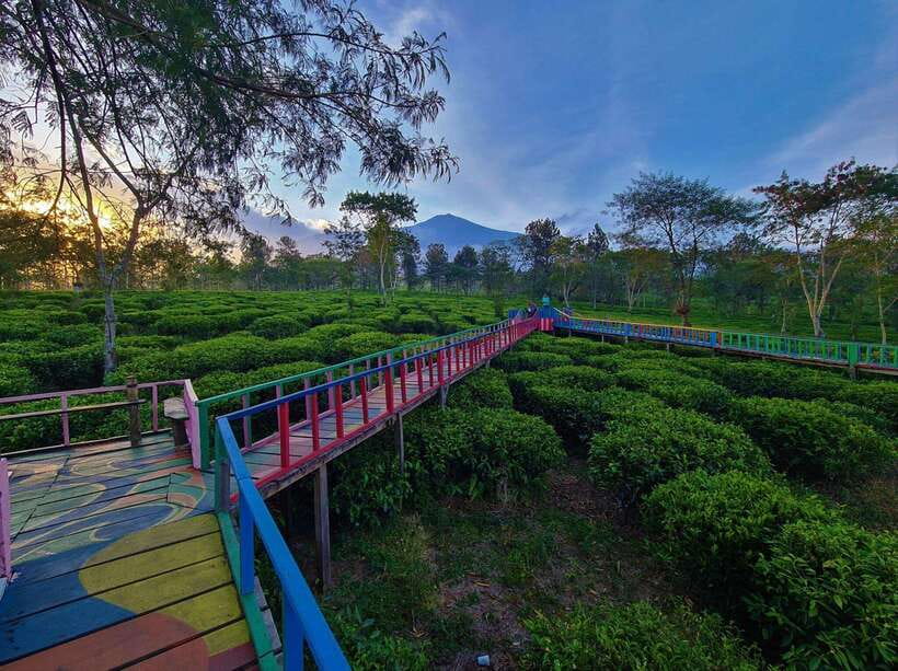 Private Trip Malang/Surabaya : Tour Tea Plantation Wonosari - Who Will Love This Tour?