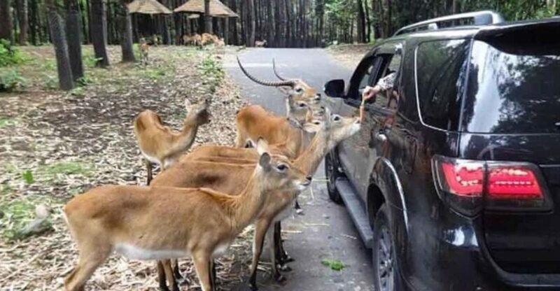 Private Trip Safari Park Fr Surabaya/Malang (All inclusive) - The Heart of the Tour: Taman Safari and Its Highlights