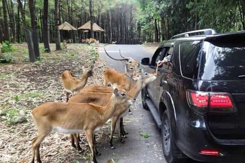 Private Trip Safari Park Fr Surabaya/Malang (All inclusive) - Additional Fun and Relaxation