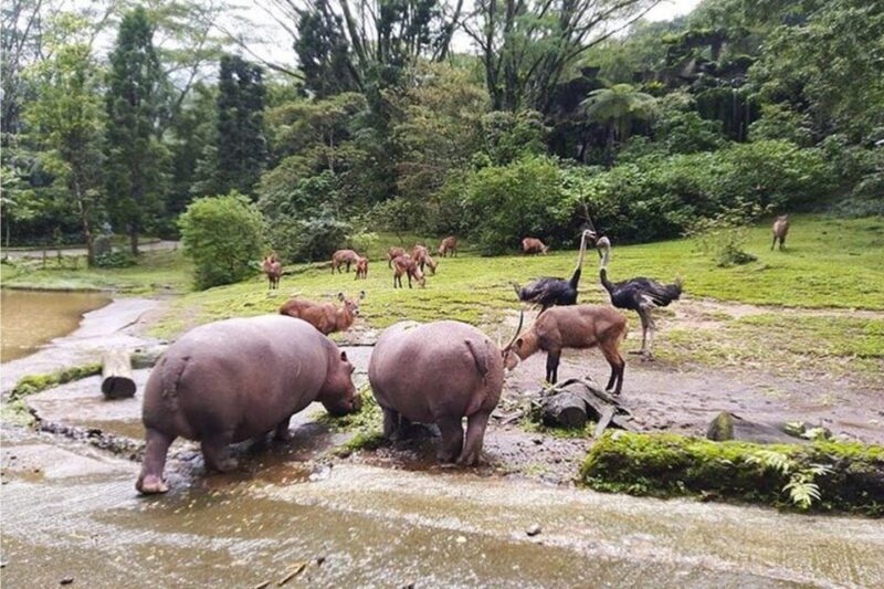 Private Trip Safari Park Fr Surabaya/Malang (All inclusive) - The Convenience of Private Transport and Personalized Service