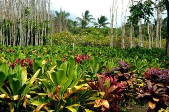 Private Tropics of Maui & Rainforest Valley: Kahului, Wailea, Kihei pick up - An In-Depth Look at the Maui Experience