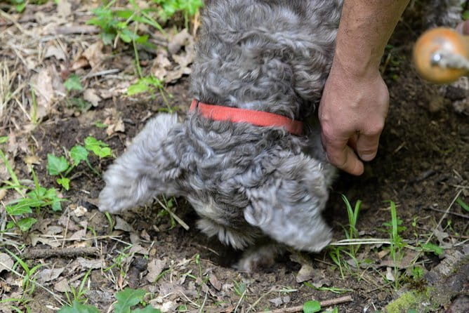 Private Truffle Hunting in Chianti from Florence - Who Will Love This Tour?