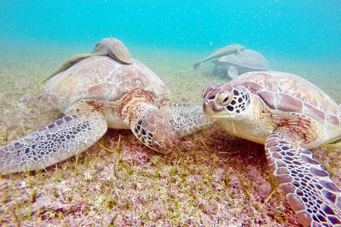 Private Tulum Ruins and Swim with Turtles - A Closer Look at the Itinerary