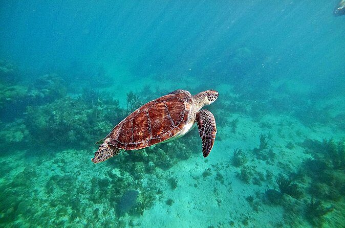 Private Tulum Ruins and Swim with Turtles - FAQ