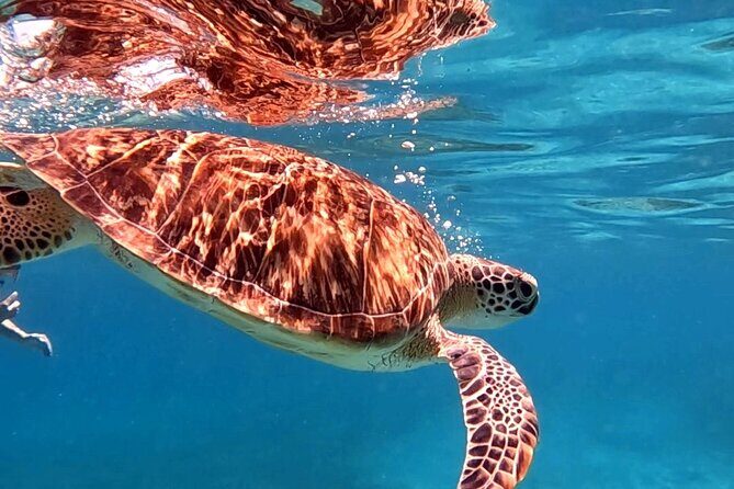 Private Turtle Spotting Snorkeling Excursion in Aruba - The Video and Photos: A Memorable Bonus