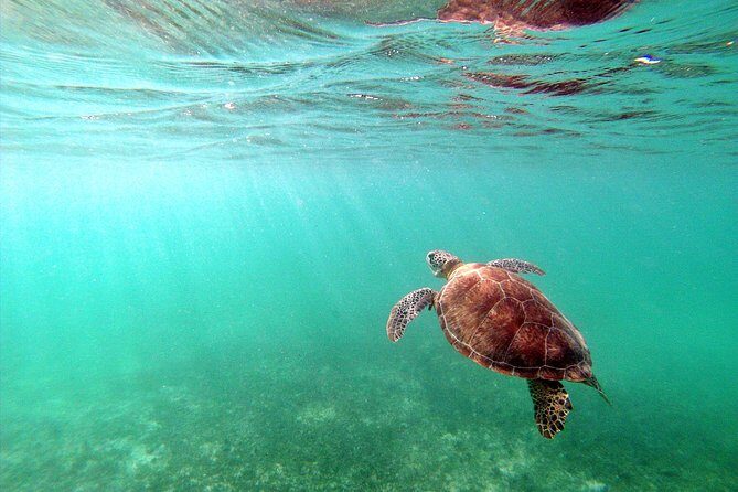 Private Turtles & Cenotes Adventure - The Sum Up