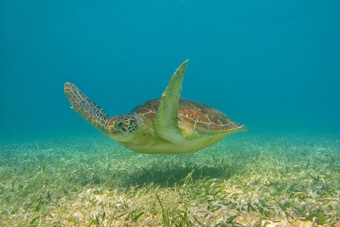 Private Turtles Express - Final Thoughts: Is It Worth It?