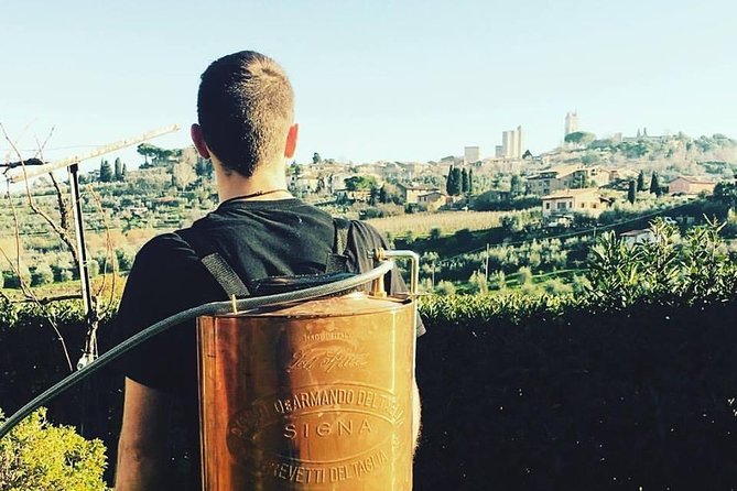 Private Tuscan Lunch with Wine & Evo oil tasting in the Vineyard - The Sum Up