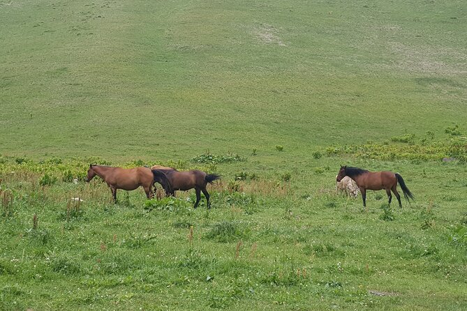 Private two days (one night) tour to Kazbegi and Juta with hikes - via Mtskheta. - Who Should Consider This Tour?