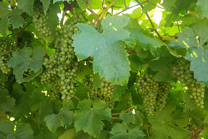 Private Txakoli Wine Tour through the Coast from San Sebastian - A Closer Look at What Makes This Tour Special