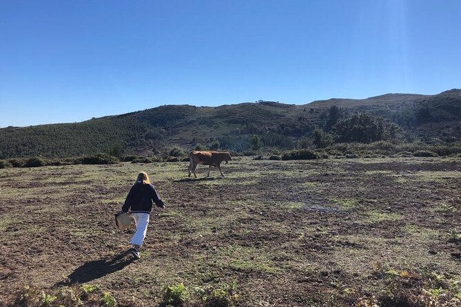 Private Typical Portuguese Picnic in Serra de Monchique - Who Will Love This Experience?