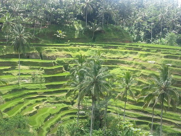 Private Ubud Tegalalang Rice Teracce & Tanah Lot Tour - Who’s It Best For?