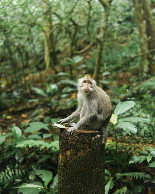 Private ubud tour Rice teracce, temple & Secret waterfall - The Day’s Itinerary: A Closer Look