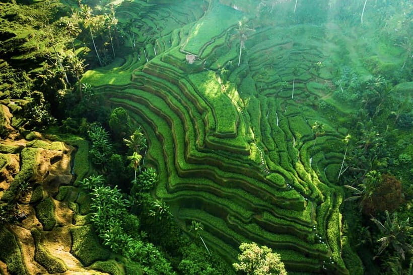 Private Ubud Tour: Sacred Monkeys, Coffee, Temple, Waterfall - Key Points