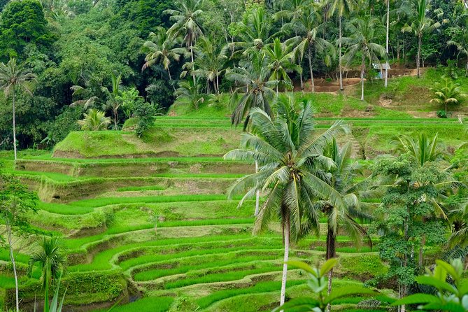 Private Ubud Tour with Hidden Waterfalls - A Day Packed With Highlights