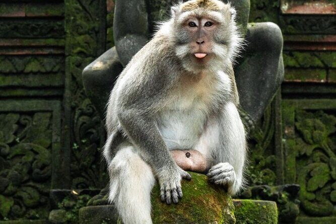 Private Ubud Tour with Swing - Frequently Asked Questions