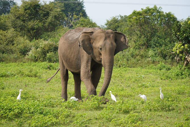 Private Udawalawe Safari Tour with Elephant Transit Home - Key Points