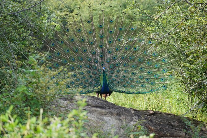 Private Udawalawe Safari Tour with Elephant Transit Home - Final Thoughts: Who Should Consider This Tour?