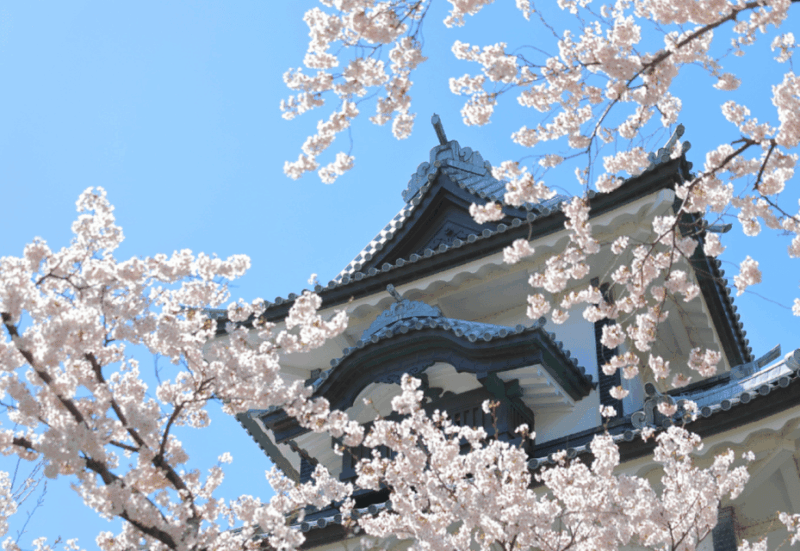 Private & Unique Kanazawa Cherry Blossom Sakura Experience - Cultural Insights