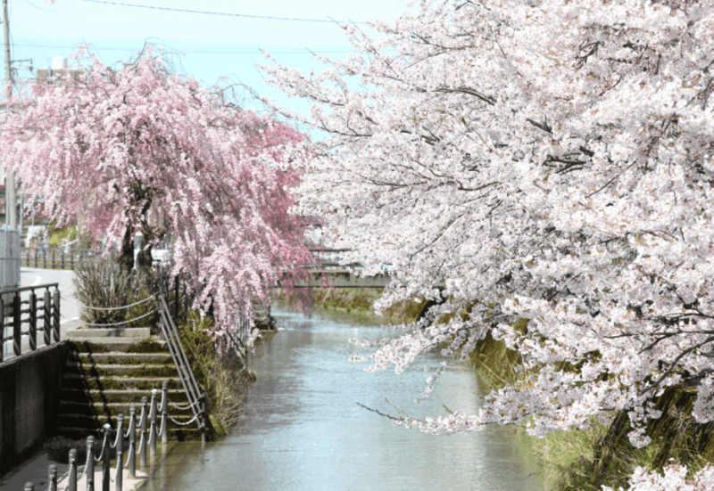 Private & Unique Kanazawa Cherry Blossom Sakura Experience - Strolling Along the Asanogawa River