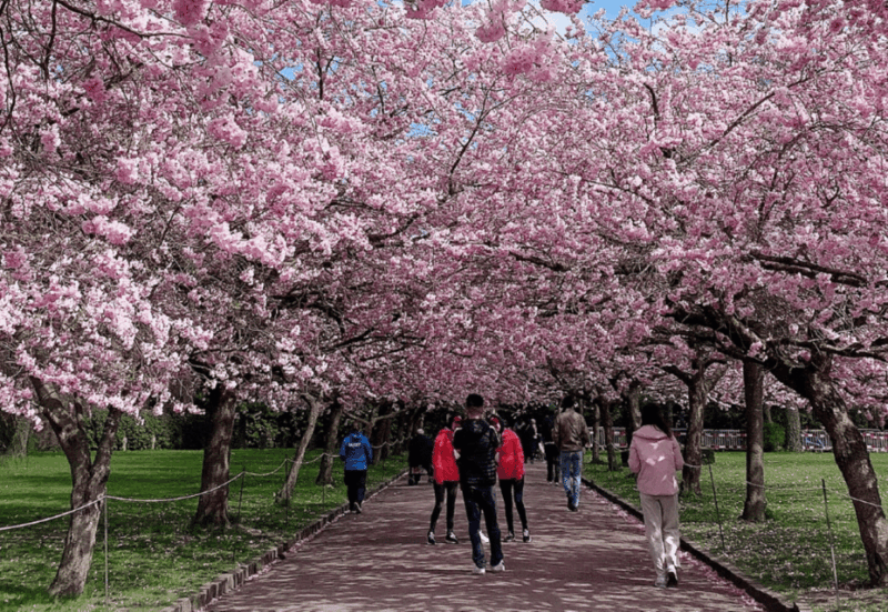 Private & Unique Nagasaki Cherry Blossom Sakura Experience - Key Points