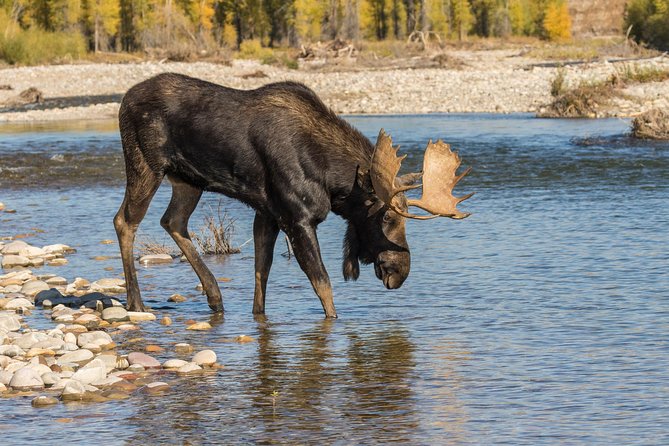 Private Upper Loop Tour of Yellowstone National Park - Safety and Accessibility Features