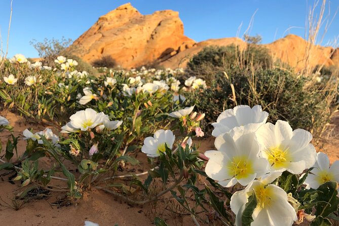 Private Valley of Fire Hiking and Sightseeing Adventure - Personalized and Tailored Hiking Experiences