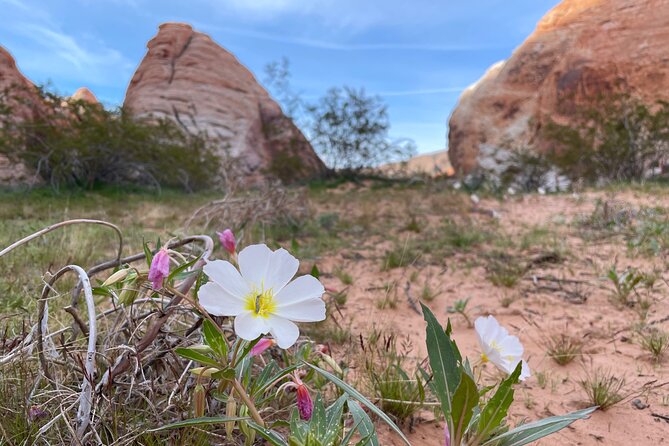 Private Valley of Fire Hiking and Sightseeing Adventure - What to Expect During the Tour