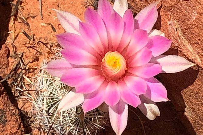 Private Valley of Fire Hiking and Sightseeing Adventure - Cancellation Policy and Pricing