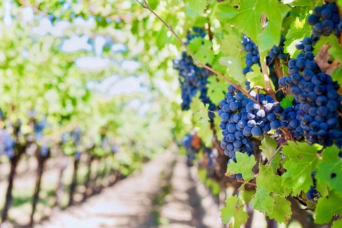 Private Valpolicella Day Trip From Venice: Wine Tasting and Verona - Additional Information