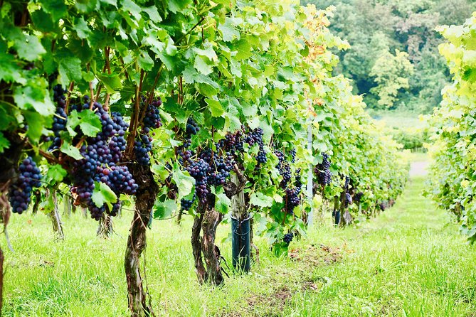 Private Valpolicella Day Trip From Venice: Wine Tasting and Verona - Discovering the Essence of Amarone Wines