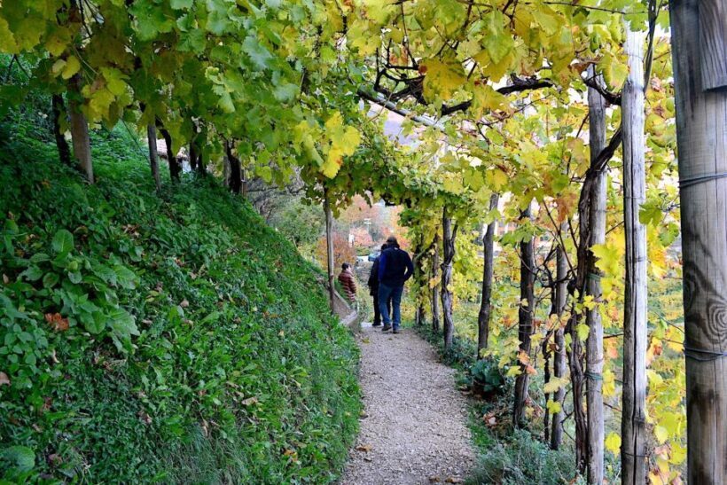 Private Venetian Hills Wine Tour - An In-Depth Look at the Venetian Hills Wine Tour