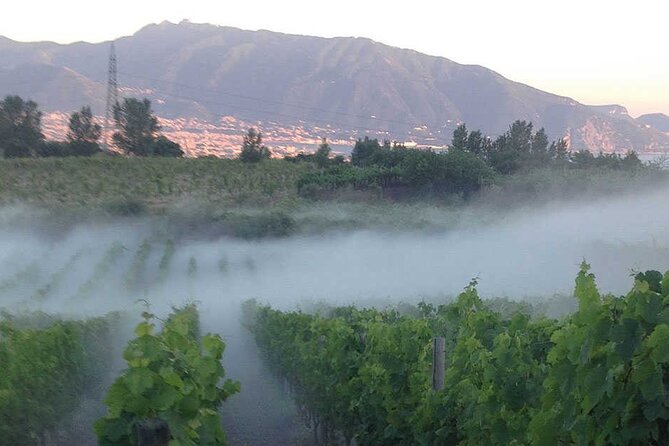 Private Vineyard Tour and Lunch With Dedicated Sommelier and Private Trasport - Guided Visit to Sorrentino Vineyards