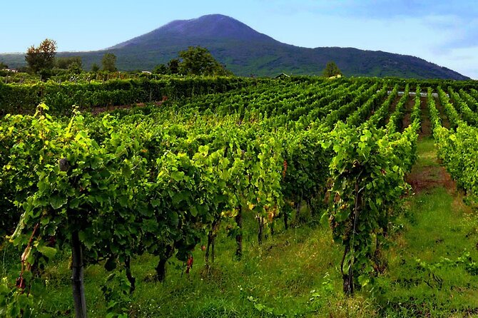 Private Vineyard Tour and Lunch With Dedicated Sommelier and Private Trasport - Accessibility and Participation Details