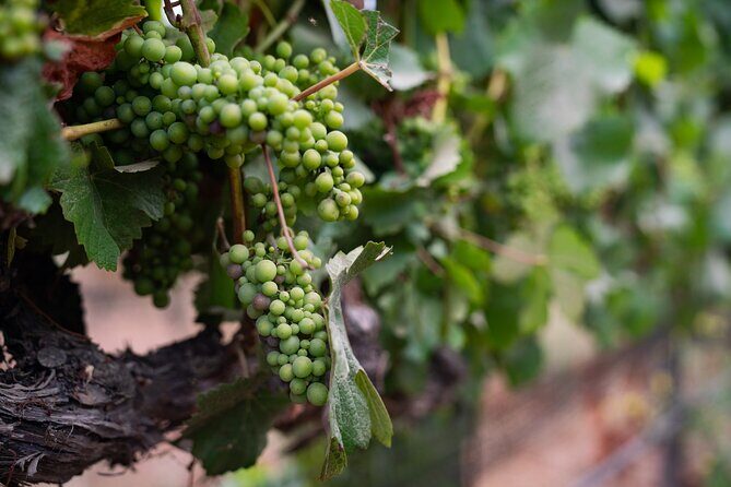 Private Vineyard Tour and Wine Tasting - The Sum Up