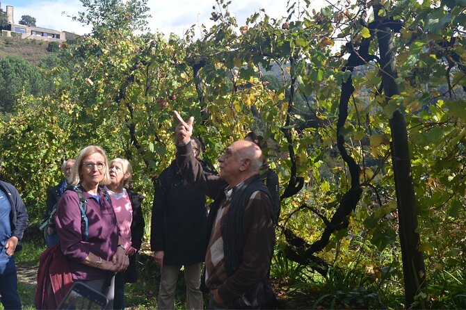 Private Vinho Verde Region Wine Tour From Porto Including Lunch - Key Points